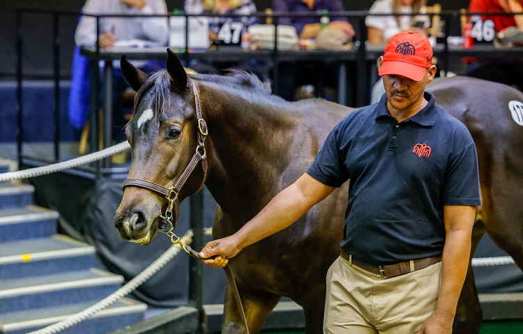 Three R5m+ Lots on Phenomenal Day At Nationals – Turf Talk