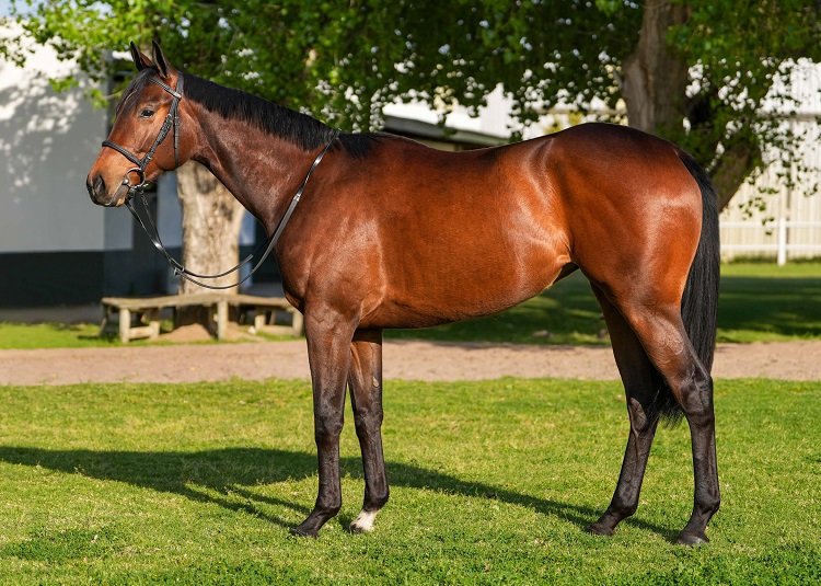 Woodhill Racing Send Six To The Breeze Up Sale – Turf Talk