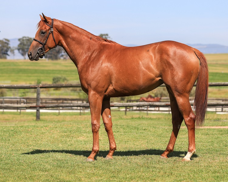Soetendal’s Big Draft At The Breeze Up/Unbroken Sale – Turf Talk