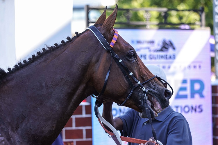 One Stripe To Cap SA Career With A Big Win – Turf Talk